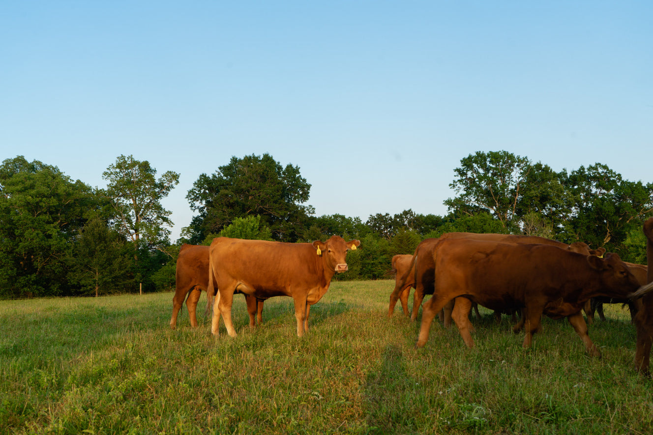 Angus vs. Wagyu: Exploring Flavor, Texture, and Expert Tips! – Lockwood ...